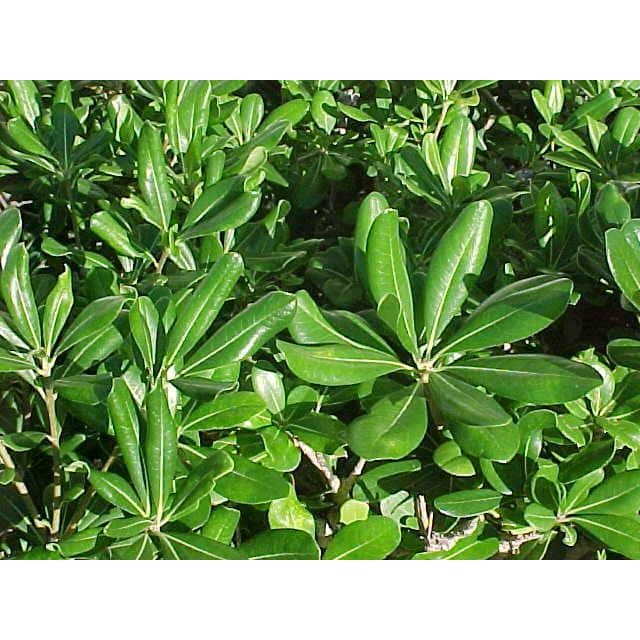 Pittosporum Assortment 1 - The Home Depot