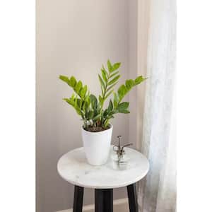 ZZ Plant - Indoor Plants - Garden Center - The Home Depot