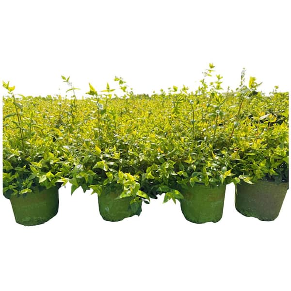 Alder & Oak 1 Abelia g. 'Kaleidoscope' shrub (4-Pack) ABKA01 - The Home ...