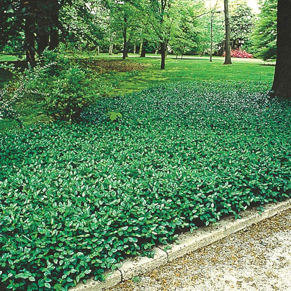 Spring Hill Nurseries Purple Wintercreeper Green Foliage Euonymus ...