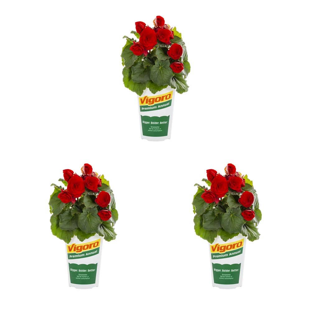 Vigoro 2 qt. Begonia Carmen Red Annual Plant (3-Pack) 79007 - The Home ...