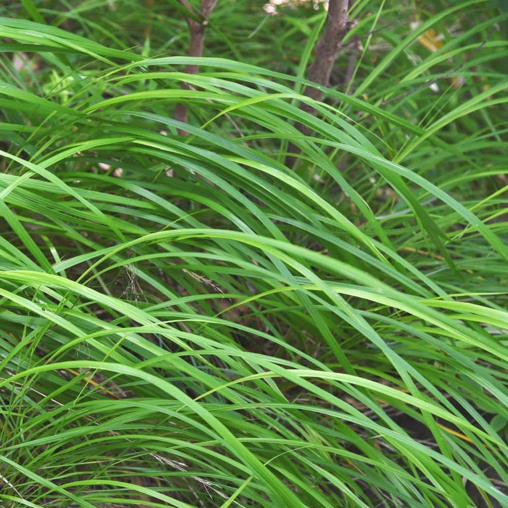 Alder & Oak #1 Container Berkeley Sedge Ornamental Grass (4-pack) CATU01 - The Home Depot