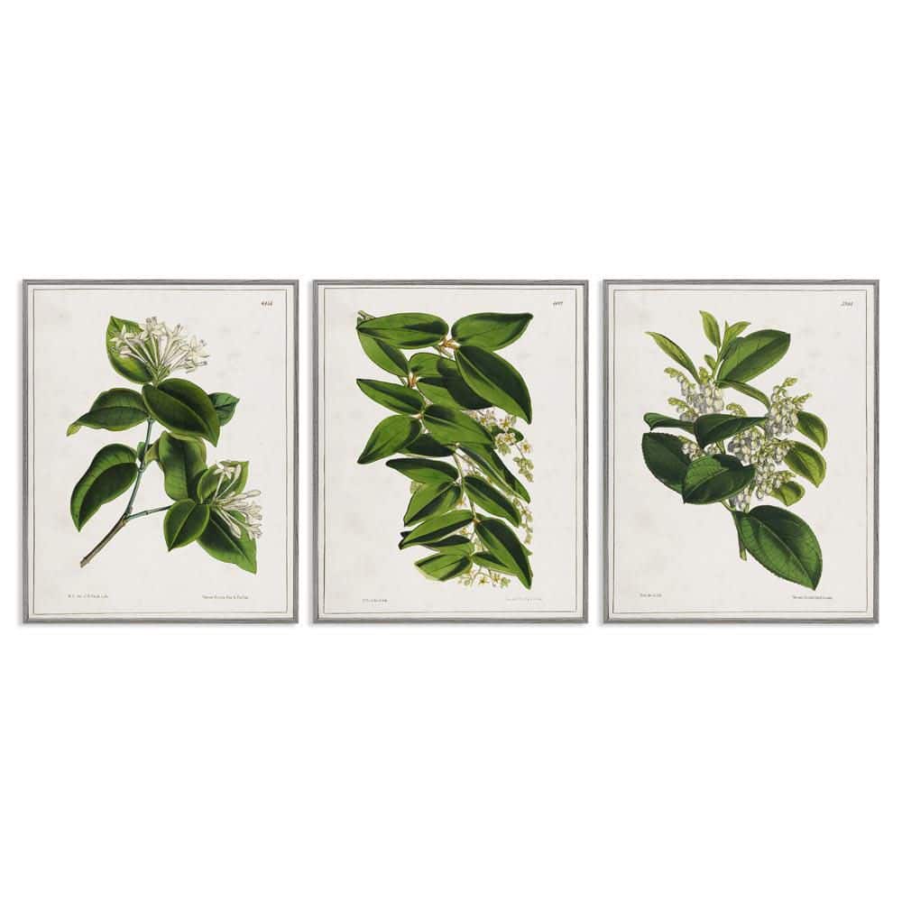 Stupell Industries Vintage Forest Flower Studies by Tina Higgins ...