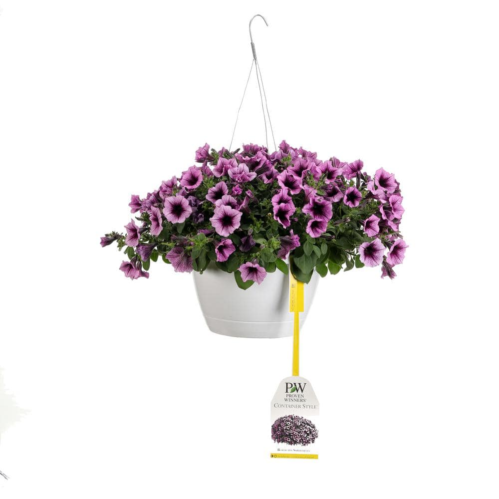 PROVEN WINNERS 10 in. Supertunia Bordeaux Mono Hanging Basket (Petunia ...