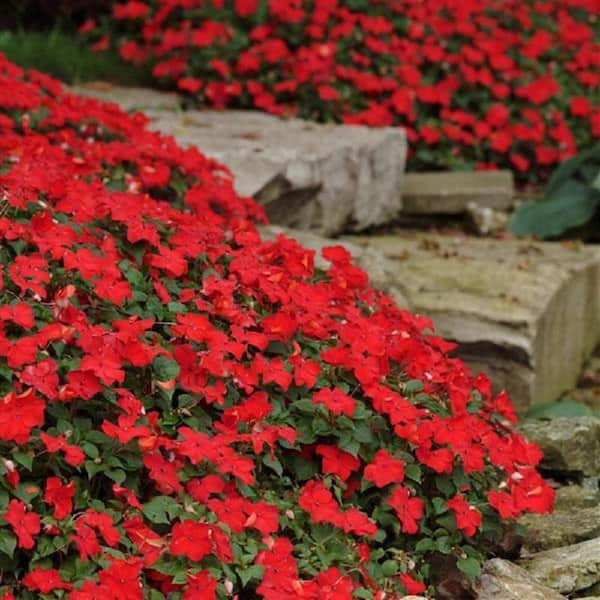 Red annual flowers store