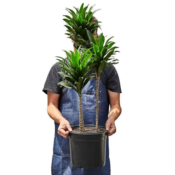 Corn Plant 2.5 Growers Pot Dracaena compacta 'Janet Craig' Plants Craft ...