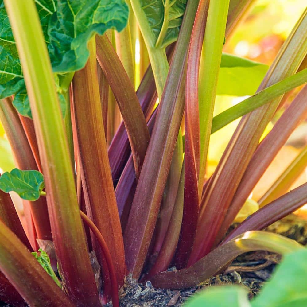 DIRECT GARDENING Glaskin's Perpetual Rhubarb Dormant Bareroot Vegetable ...