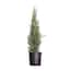 FLOWERWOOD 2.5 Gal - Shoal Creek Chaste Tree Vitex with Fragrant Purple ...