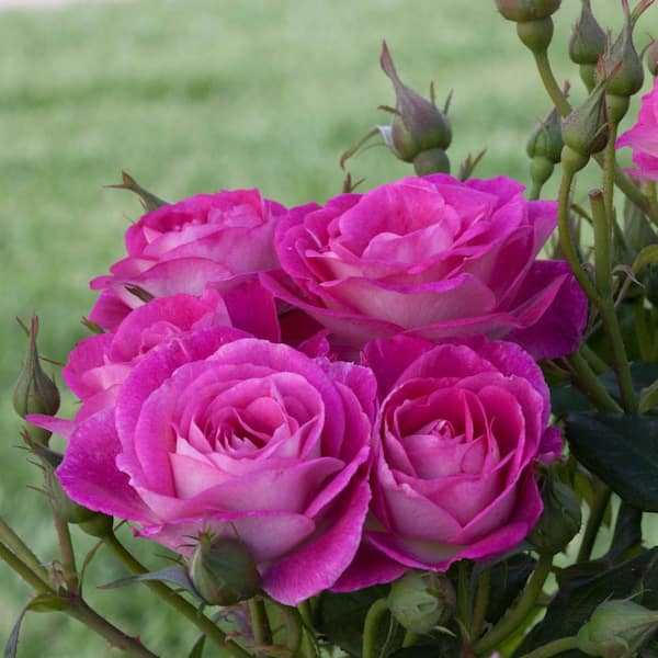DIRECT GARDENING 24 in. Tall, Easy to Please Pink Flowering Rose Tree ...