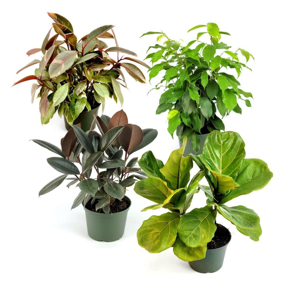 national PLANT NETWORK 6 in. SpaceScape Tropical Ficus Plant Collection ...