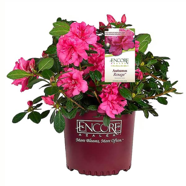 ENCORE AZALEA 3 Gal. Autumn Rouge Azalea Shrub with Bright Pink Flowers ...