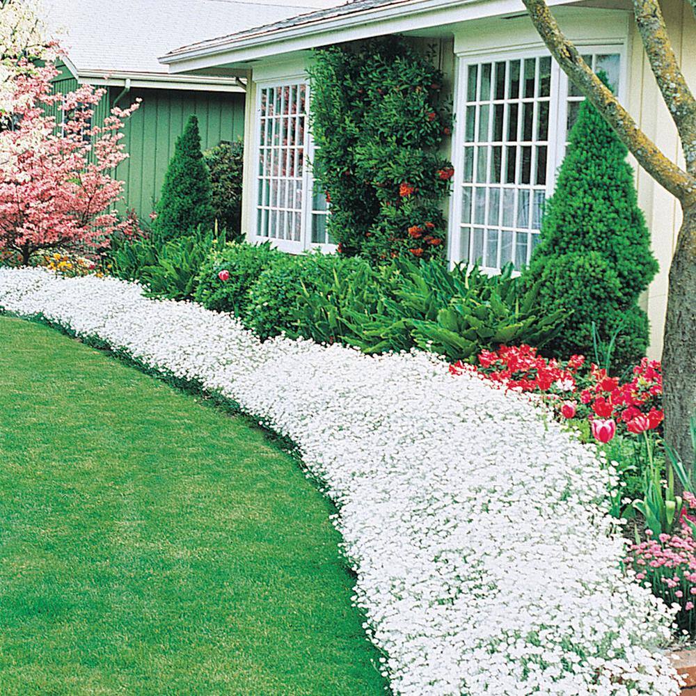 Spring Hill Nurseries 3 in. Pot Snow in Summer (Cerastium), Live Potted ...