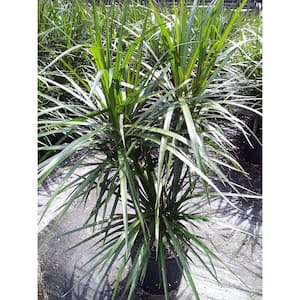 Wekiva Foliage Dracaena Lisa Elegance Cane-Live Plant in a 10 Inch Pot-Dracaena Deremensis-Air ...