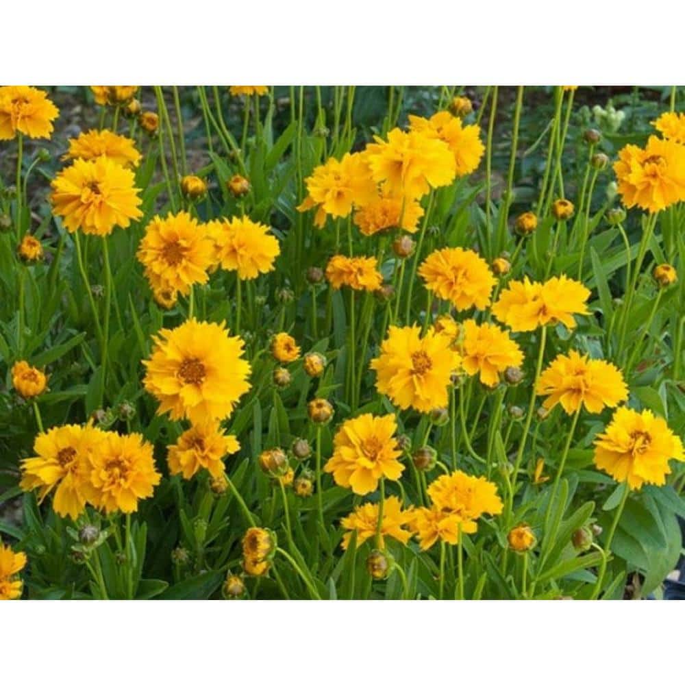 BELL NURSERY 1 Gal. Yellow Tickseed Coreopsis Perennial Plant ...