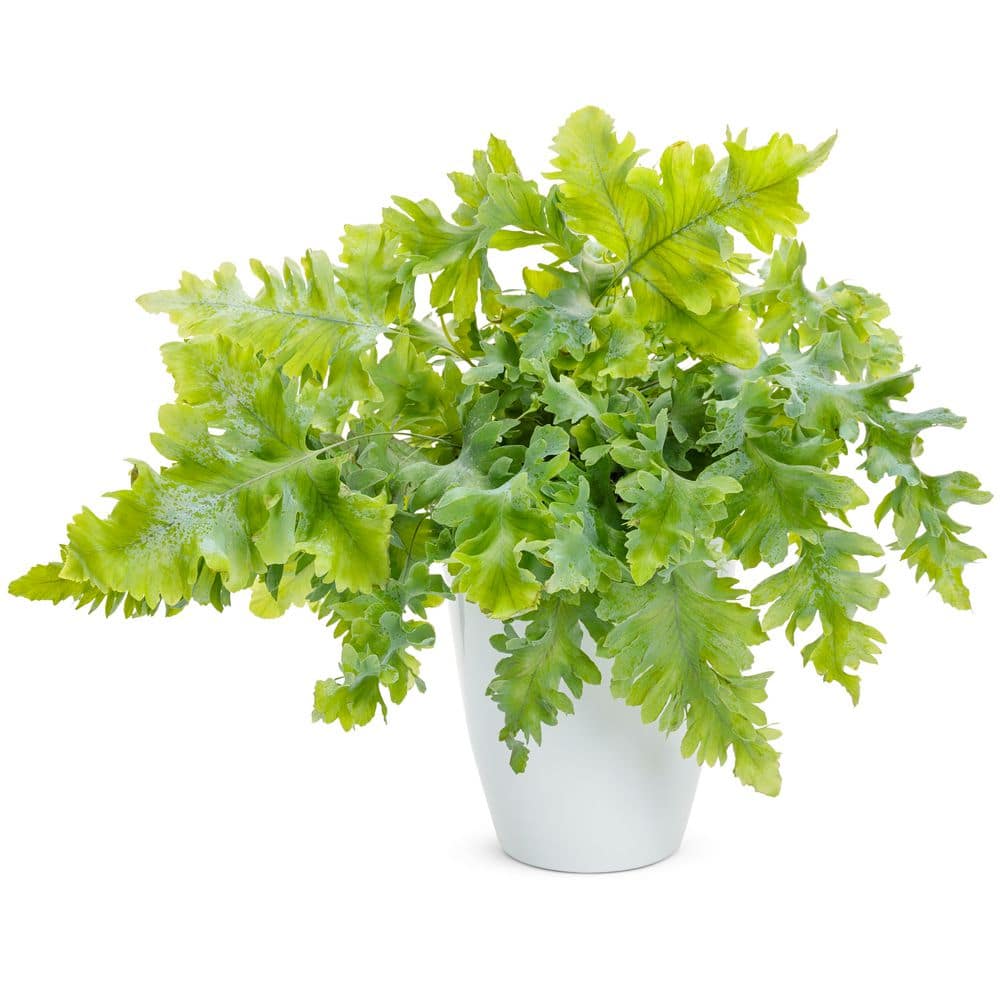 LEAFJOY Phlebodium Fern living lace Davana Indoor Plant in 5 in. White ...