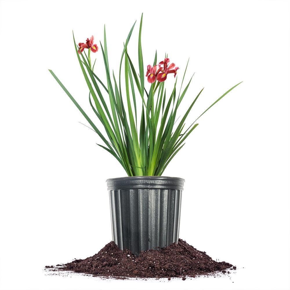 Perfect Plants Louisiana Red Velvet Elvis Iris Shrub 1Gal. Growers Pot ...