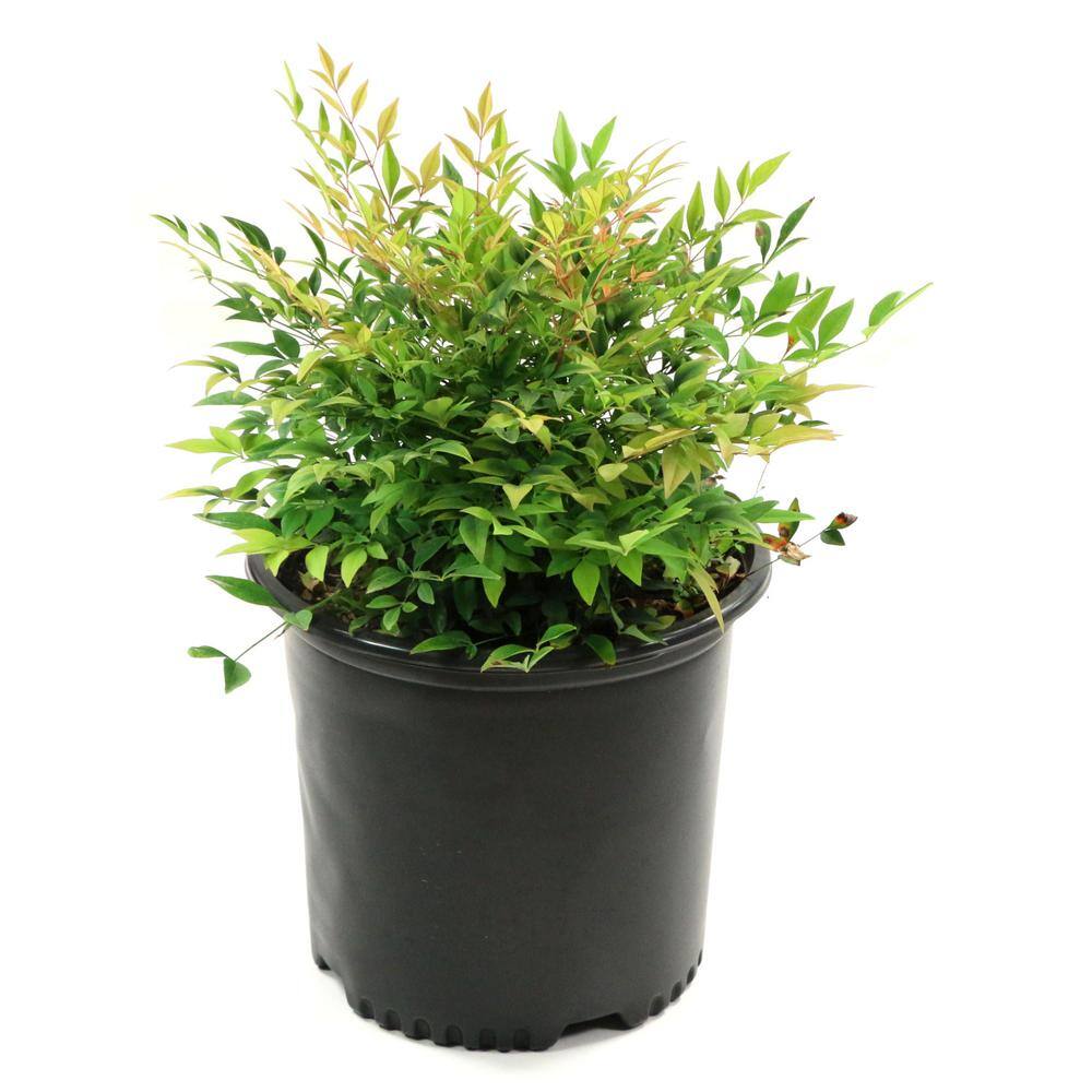 National Plant Network 2.25 Gal. Nandina Gulf Stream Shrub HD1078 - The ...