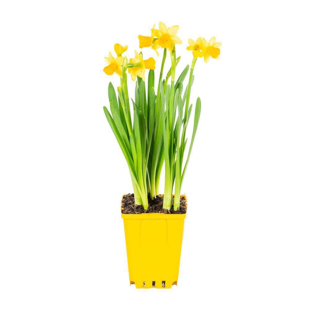 BELL NURSERY Colorpot Yellow Bulb Daffodil Plant 1005649429 - The Home ...