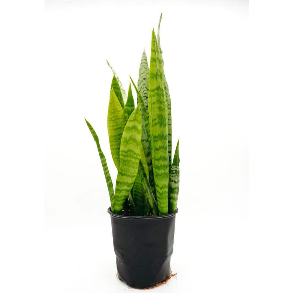 Sansevieria Trifasciata
