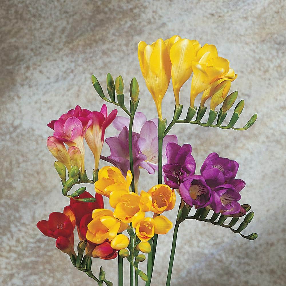 METROLINA GREENHOUSES 2. 5 Qt. Nano Mix 1 Assorted Colors Freesia Plant ...
