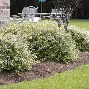 national PLANT NETWORK 3 gal. Abelia Edward Goucher Shrub with Pink ...