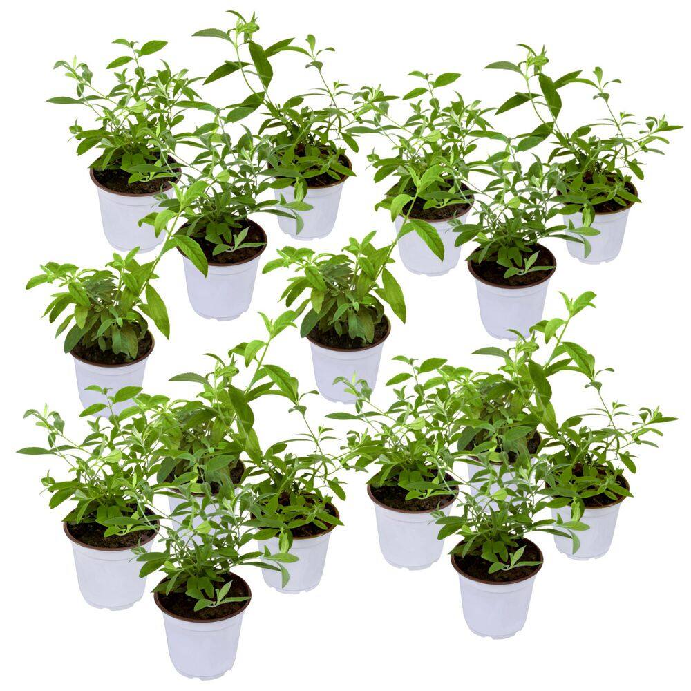 Reviews for national PLANT NETWORK 4 in. Triple Treat Butterfly Bush ...