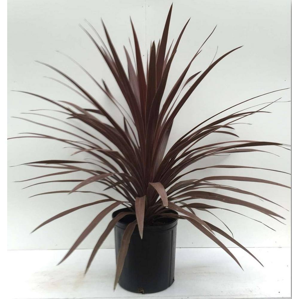 Reviews for BELL NURSERY 1 Gal. Red Star Cordyline Shrub | Pg 1 - The ...