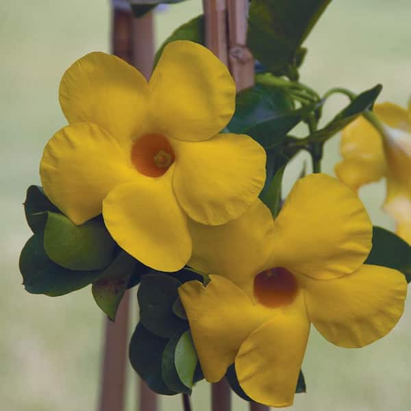 ALTMAN PLANTS 8 in. Mandevilla Yellow Shrub Plant in 10 Sq Cache ...