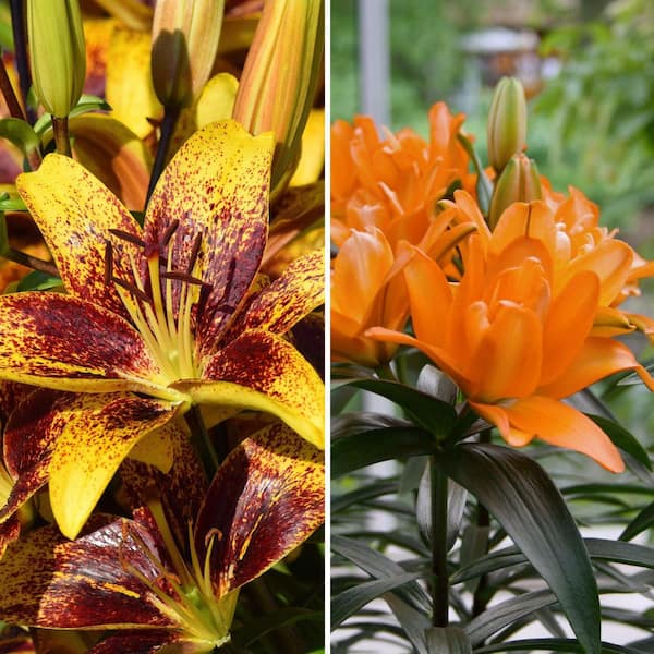 national PLANT NETWORK Bare Root Oriental Lily Looks Plant Collection ...