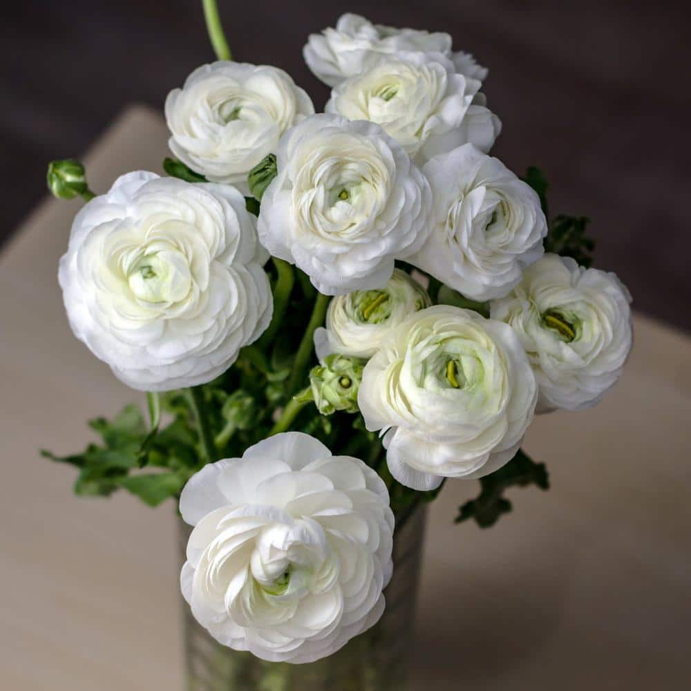 national PLANT NETWORK White Peony Ranunculus Plant Bulb Kit HD1643 ...