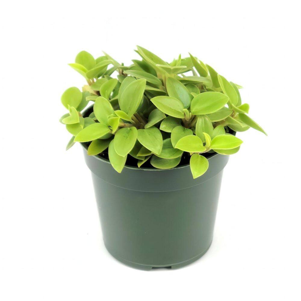 national PLANT NETWORK 4 in. Peperomia Pixie Lime Plant in Grower Containers (3-Pack) HD2339 ...