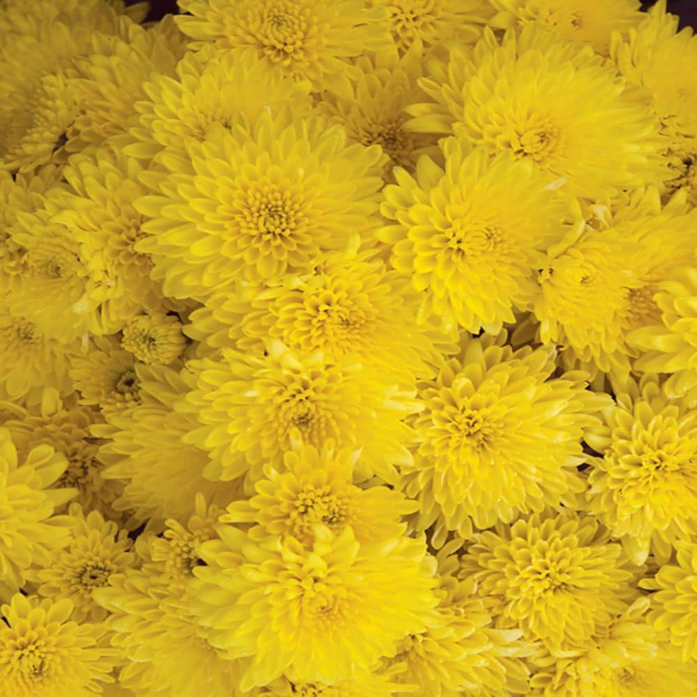 BELL NURSERY 8 In. Red Chrusanthemum Mum Plant 1003021017 - The Home Depot