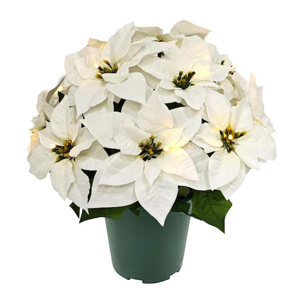 Puleo International 19 in. Pre-Lit Battery-Operated White Potted Artificial Potted Poinsettias ...