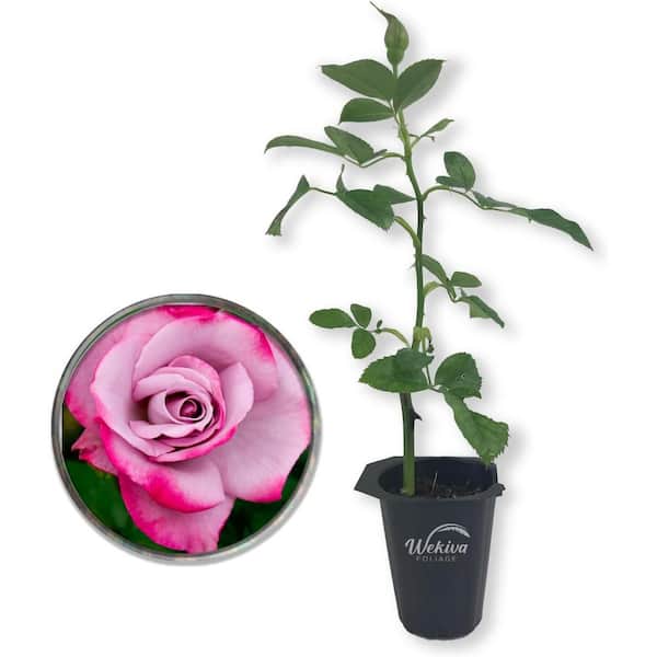 Wekiva Foliage Paradise Rose Bush-Live Starter Plant in a 2 Inch Pots ...