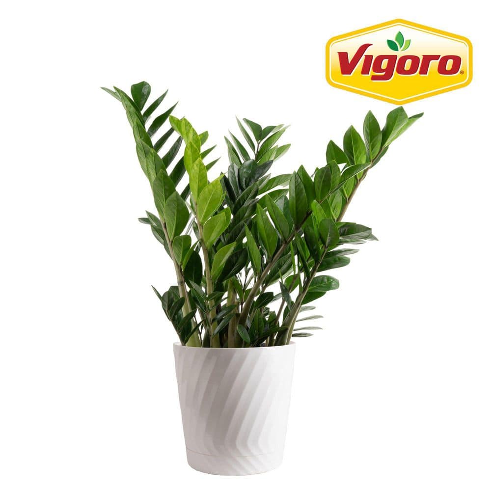 Vigoro Zamioculas Zamiifolia Indoor ZZ Plant in 10 in. White Decor ...