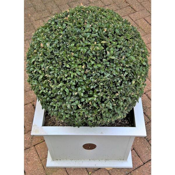 Online Orchards 1 Gal. Green Velvet Boxwood Evergreen Shrub 2-Plants ...