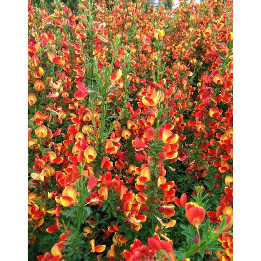 BELL NURSERY 3 Gal. Scoth Broom Flowering Live Shrub with Yellow-Orange ...