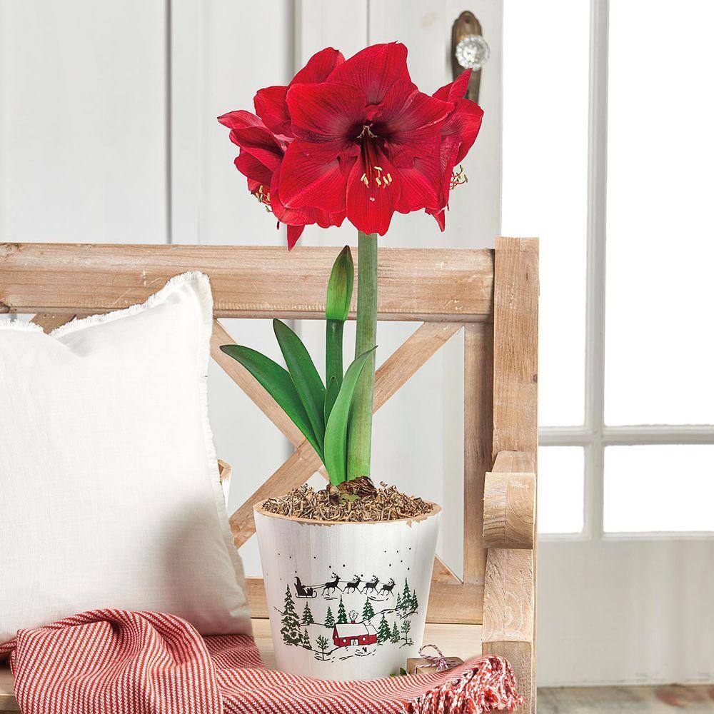 DIRECT GARDENING Miracle Red Flowering Amaryllis Bulb Gift Kit-One ...