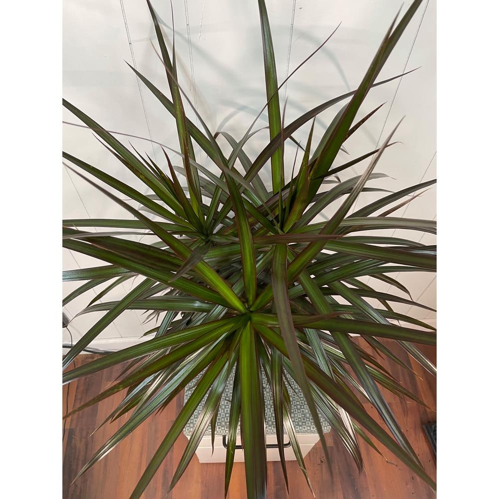 EVERBLOOM GROWERS, INC. 10 in. Dracaena Magenta Plant in Deco Pot ...
