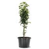 5 Gal. North Pole Apple Tree APPNPO05G - The Home Depot