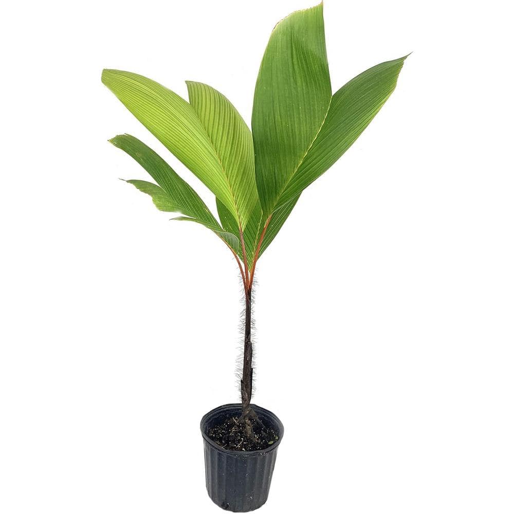 Wekiva Foliage Seychelles Stilt Palm-Live Plant in a 3 gal. Growers Pot ...