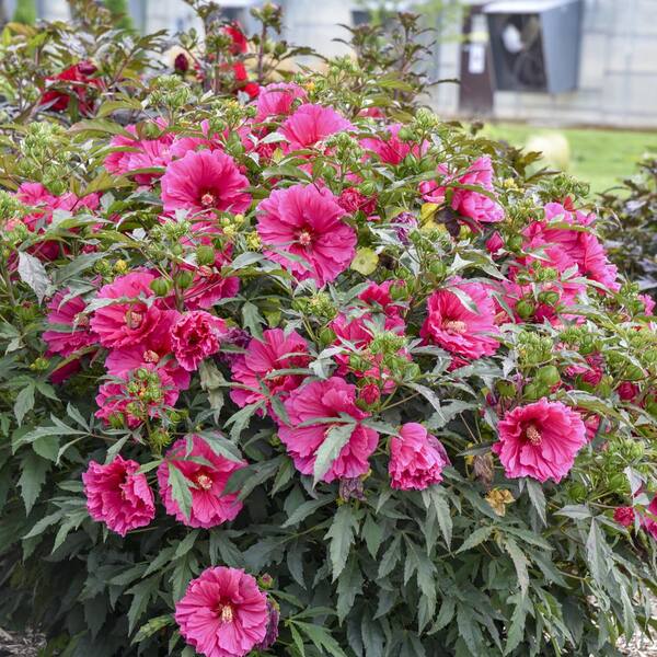 national PLANT NETWORK Bare Root Giant Hibiscus Watermelon Ruffles 2 ...