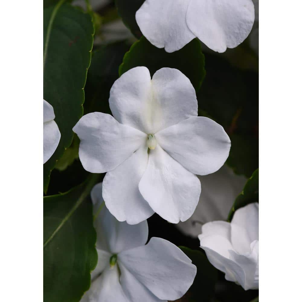 BEACON 1.38 Pt. Beacon White Impatiens Outdoor Annual Plant with White ...