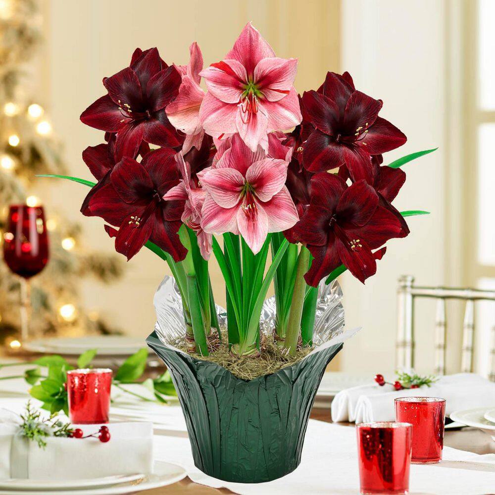 Gardens Alive! 9 in. Pot Festival Red and Pink Flowering Amaryllis ...