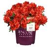 ENCORE AZALEA 1 Gal. Autumn Bravo Shrub with Red Flowers 10323 - The ...