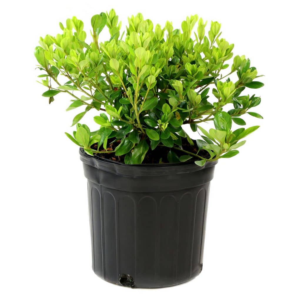 Reviews for national PLANT NETWORK 1 Gal. Azalea Karens Flowering Shrub ...