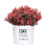 PROVEN WINNERS 2 Gal. Sunjoy Mini Maroon Barberry Plant with Deep ...
