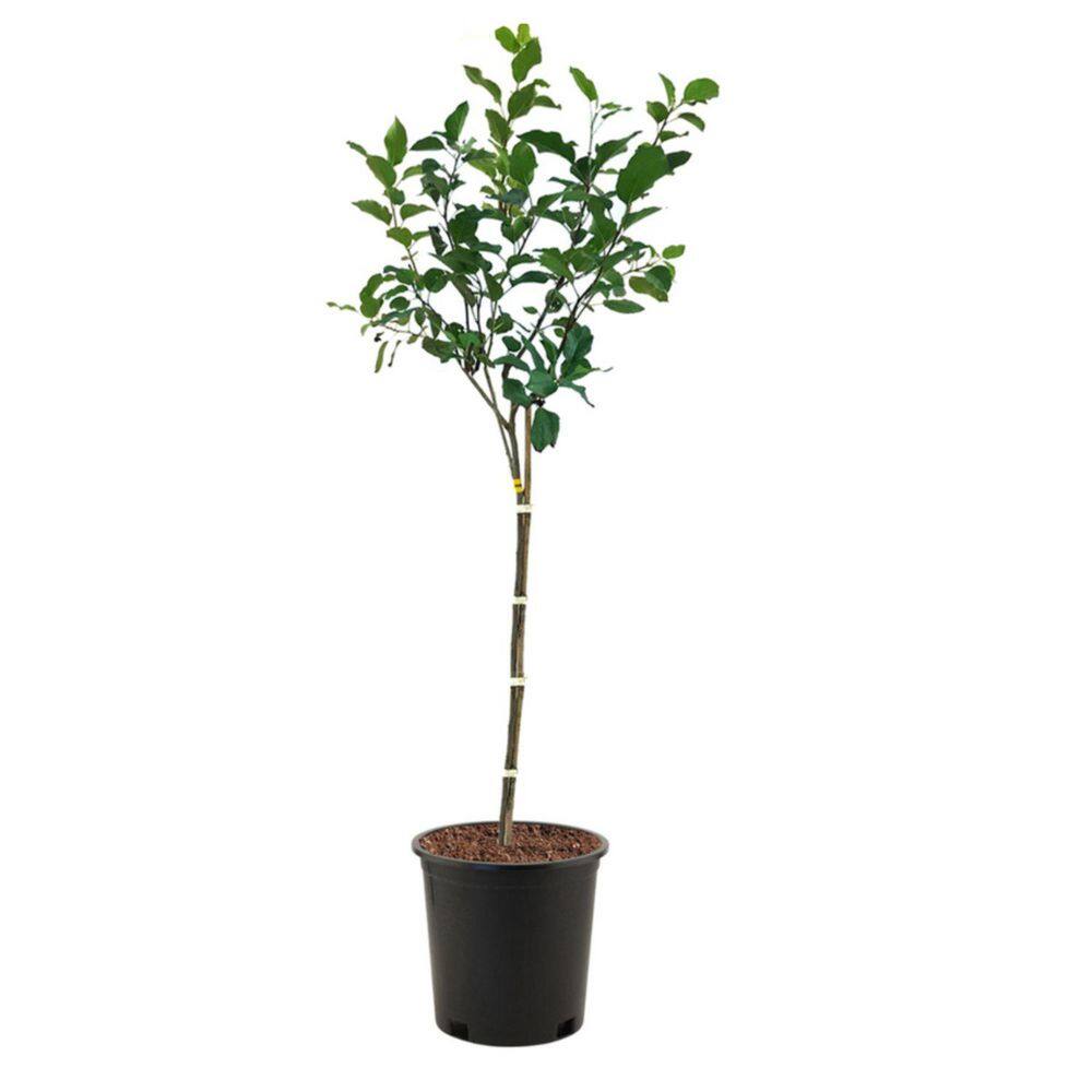 7 gal. Suncrisp Apple Decidous Tree APPSUN07G - The Home Depot