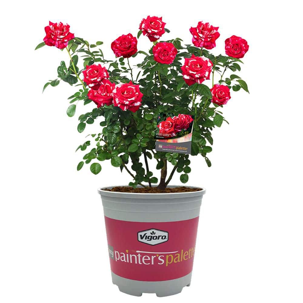 Vigoro 2 Gal. Avant Garde Rose Plant with Hot Pink Flowers 17553 - The ...