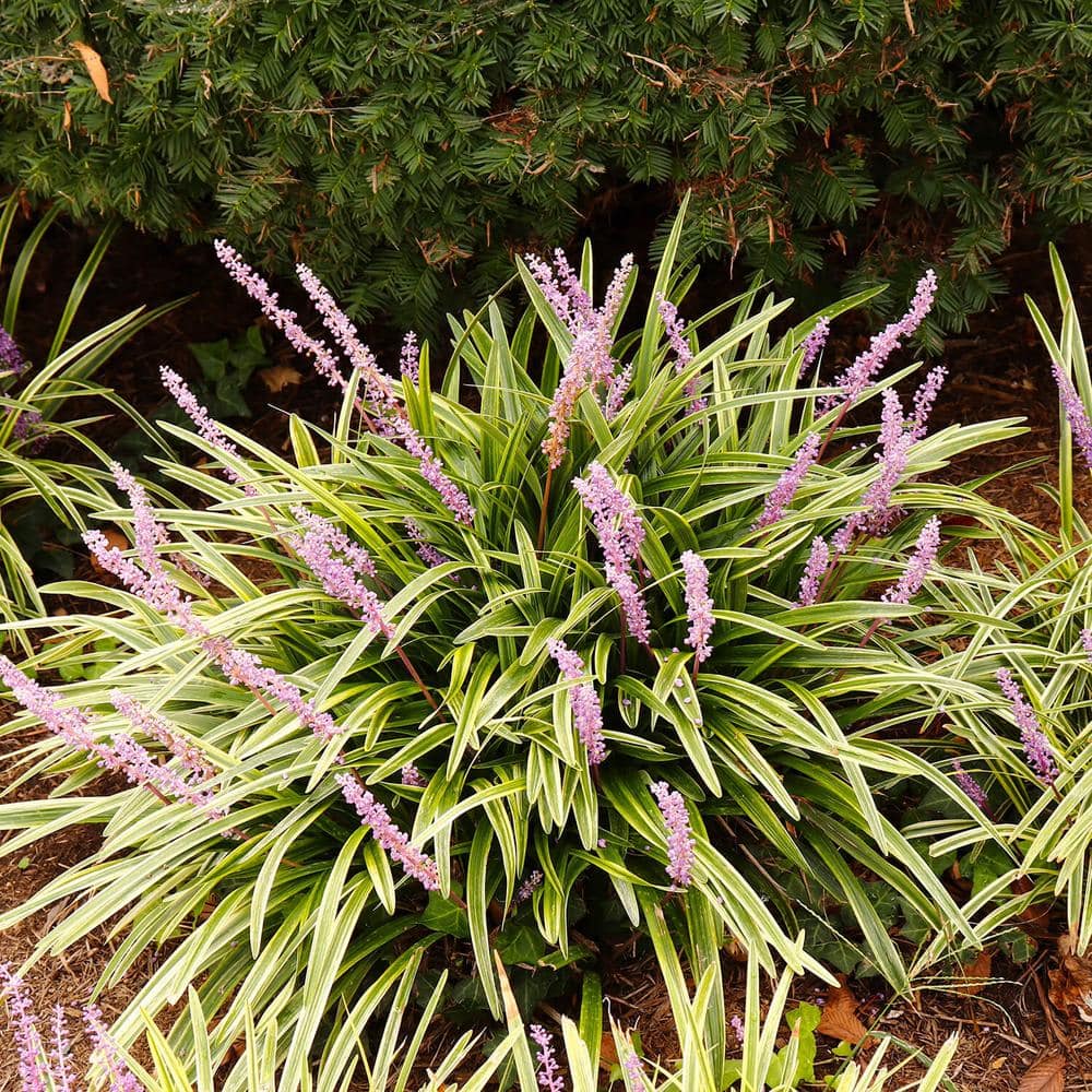 FLOWERWOOD 2.5 qt. Variegated Liriope (Liriope Muscari) - Live ...